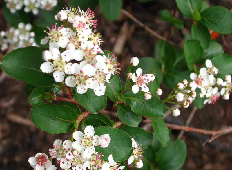 Aronia Nera | Aronia Melanocarpa | Vendita Online Aronia Nera