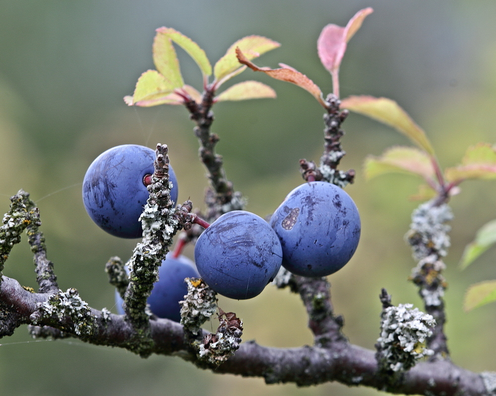 Pruno Selvatico | Prunus Spinosa | Vendita Online Pruno Selvatico