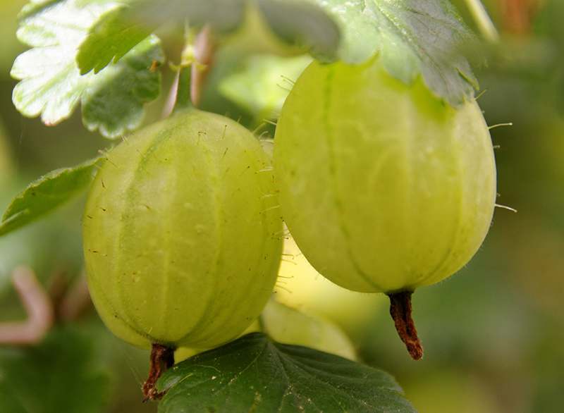 Uva Spina | Ribes Grossularia | Vendita Online Uva Spina