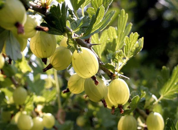 Uva Spina | Ribes Grossularia | Vendita Online Uva Spina