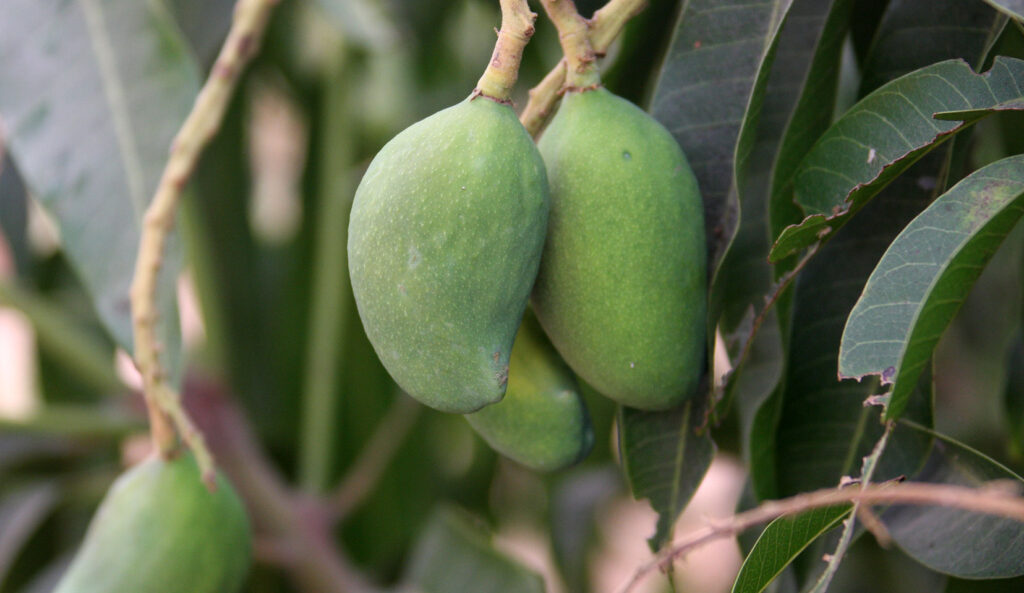 Mango - Mangifera Indica - Vivai Prandini